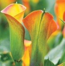 All About The Calla Lily Flower | Zantedeschia Aethiopica