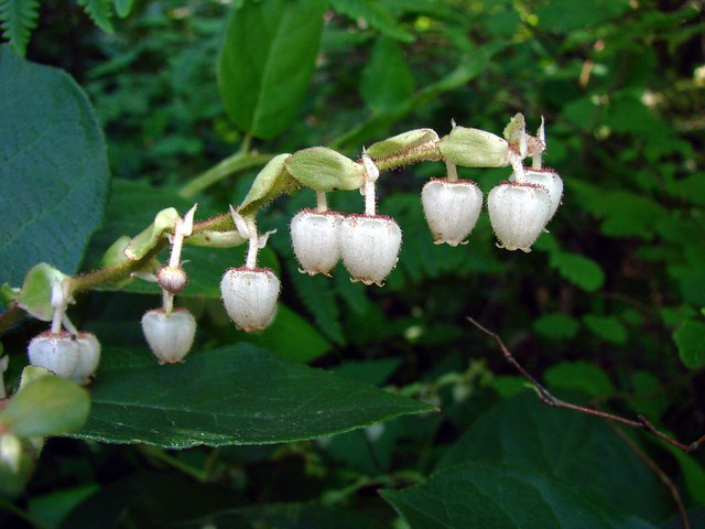 Wedding Flower Glossary | Flowers that start with C