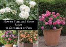 How to Plant and Grow Roses in Container or Pots | Container Roses