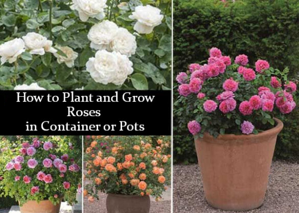 How to Plant and Grow Roses in Container or Pots | Container Roses