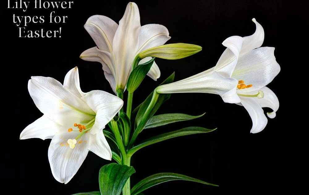Easter Lily: Lily flower types for Easter Weddings | Business Weddings