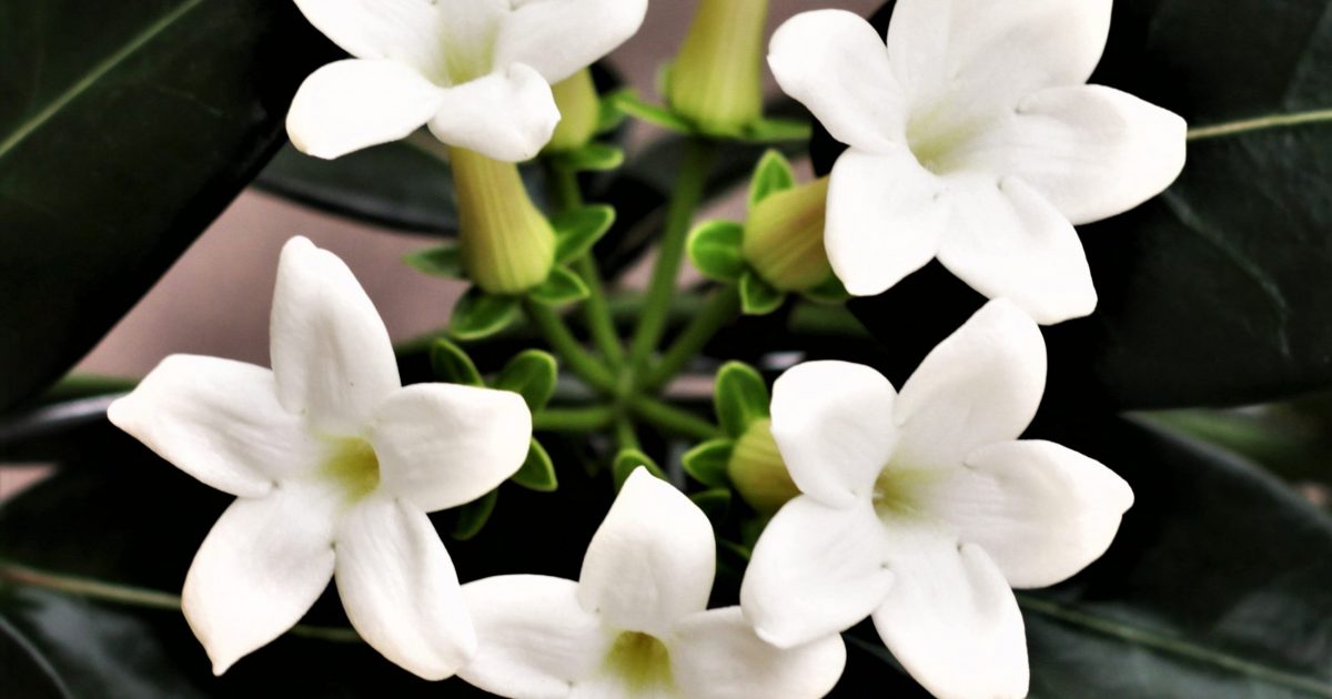 Tiny Stephanotis Flower, Big Impact: Featuring Stephanotis