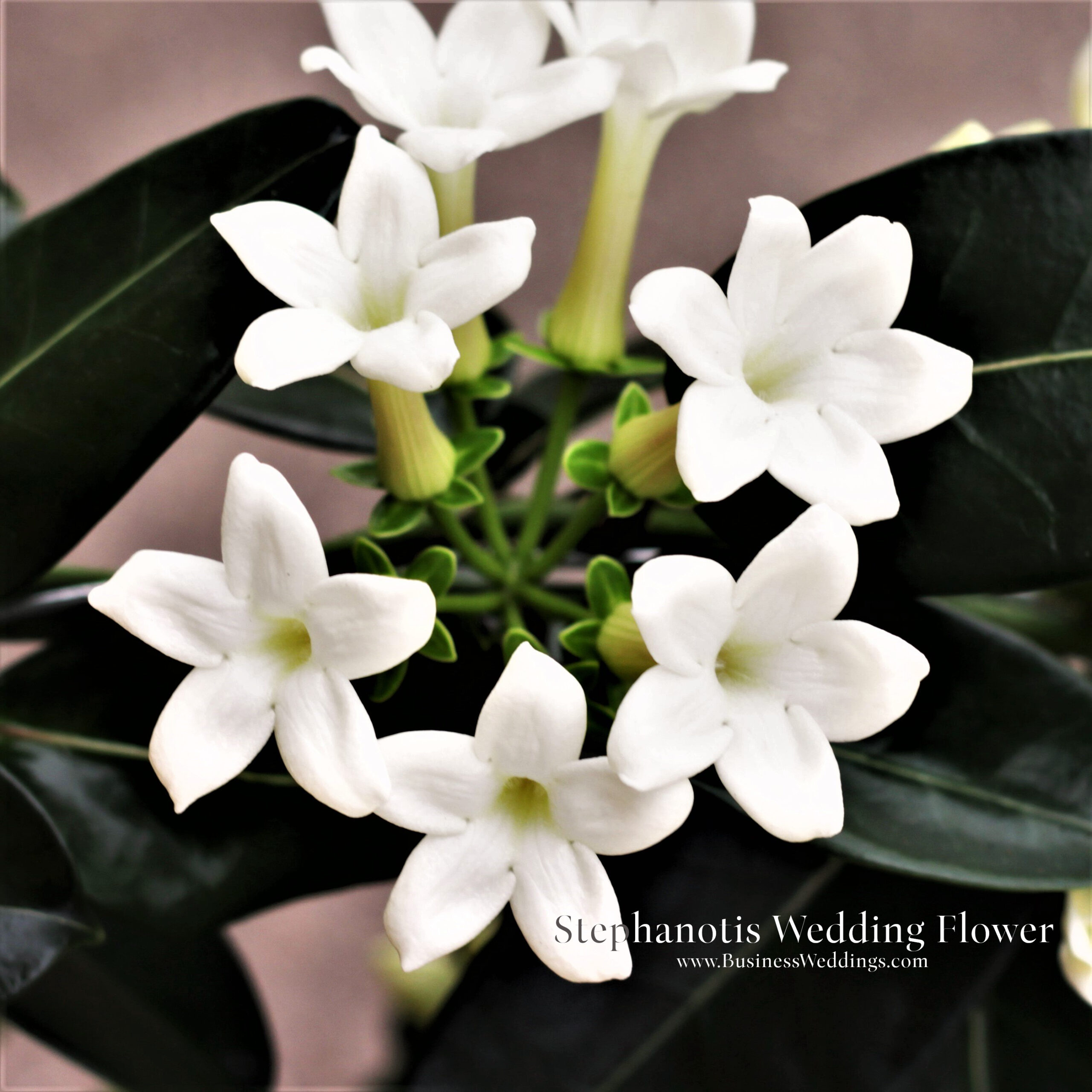 Tiny Stephanotis Flower, Big Impact: Featuring Stephanotis