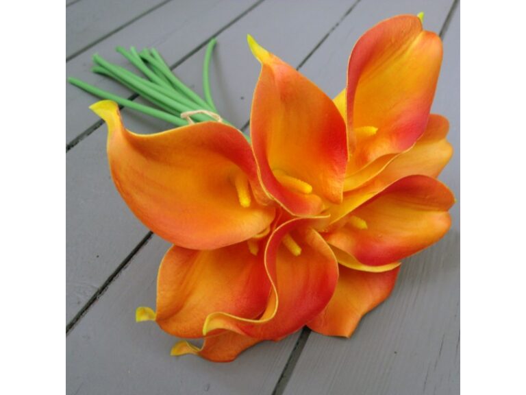 The Symbolization Behind Calla Lily Colors | Calla Lily