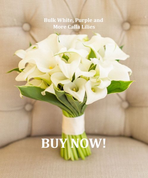 All About The Calla Lily Flower | Zantedeschia Aethiopica